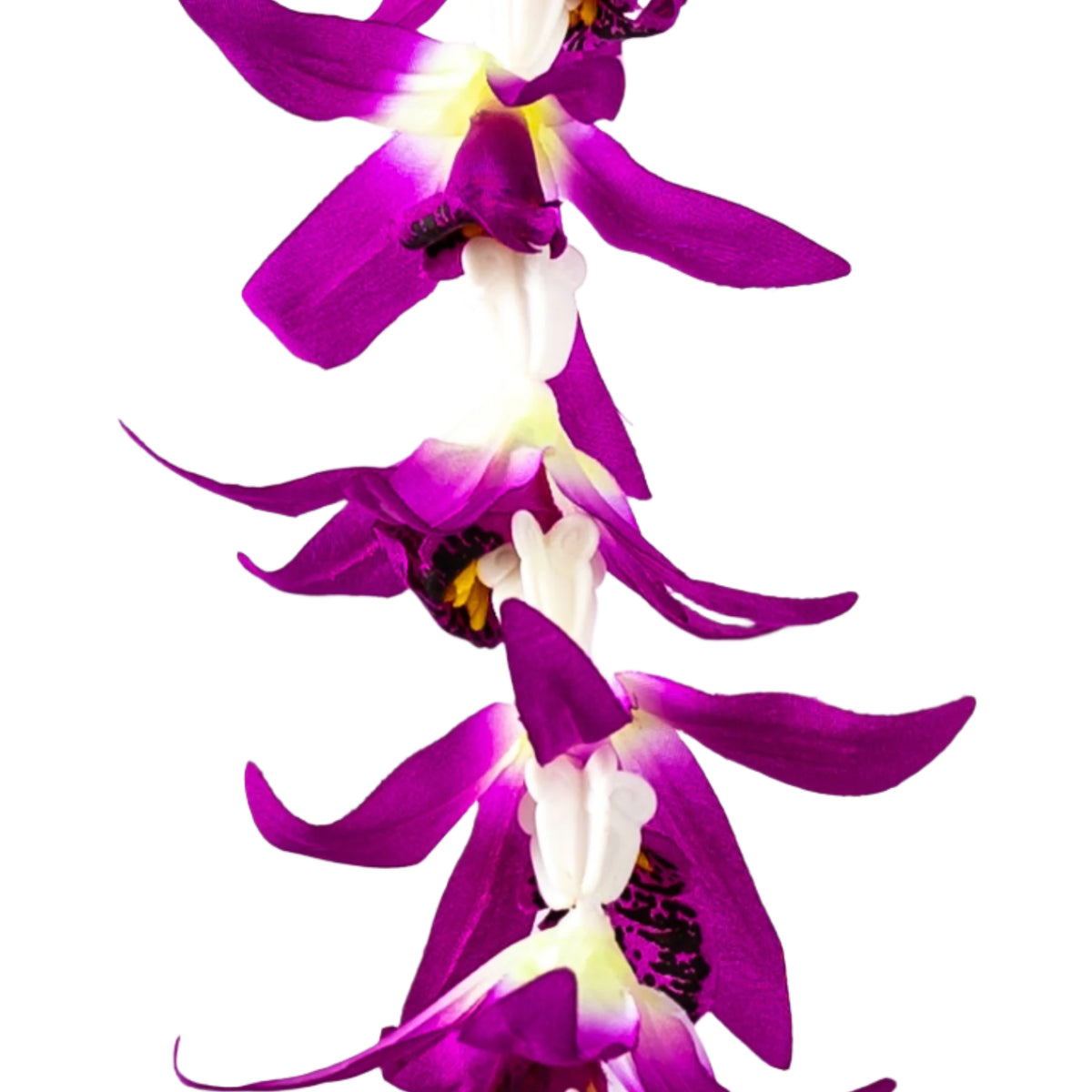orchid silk