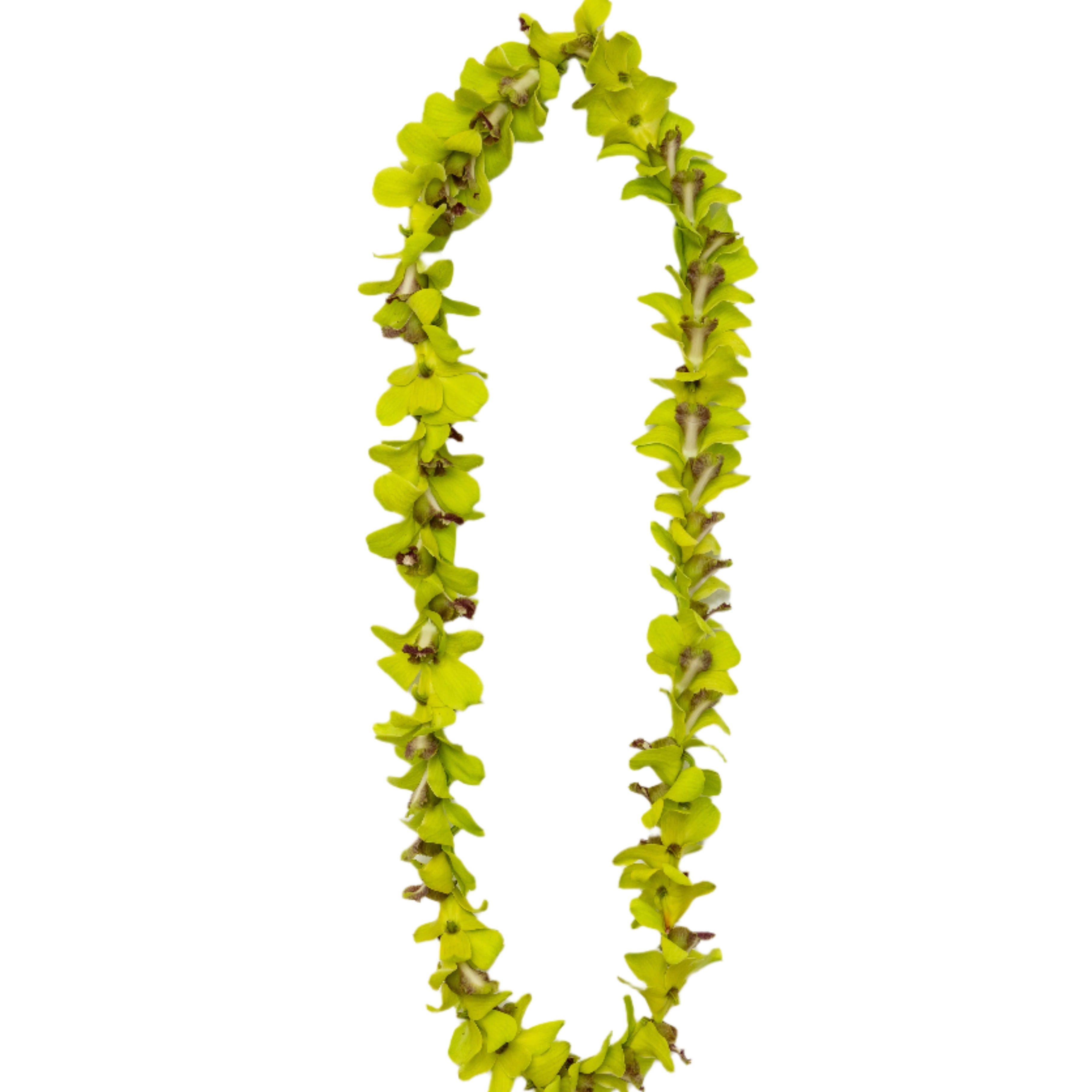 Wholesale | Bulk Orchid Leis | Hawaii Leis – The Orchid Lei Company